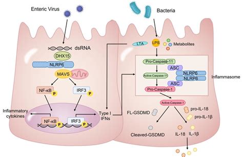 Previously Reported Nlrp6 Mediated Signaling Pathways In Response To Download Scientific