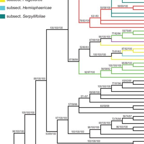 Fifty Percent Strict Consensus Tree Of The 100 Most Parsimonious Trees Download Scientific