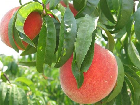 The Story Of The Peach Is The Story Of Us SaportaReport