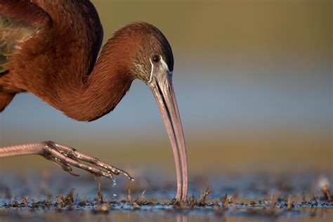 Floating Hide Floating Hide Camouflage Hideout
