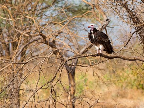 White Headed Vulture Ebird
