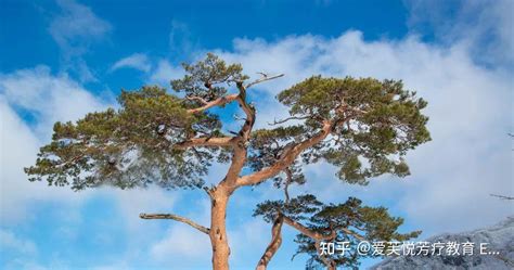 神奇的欧洲赤松精油 知乎
