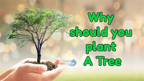 Tree Plantation Paragraph With Bangla Meaning BDIBA Discover Learn And Explore