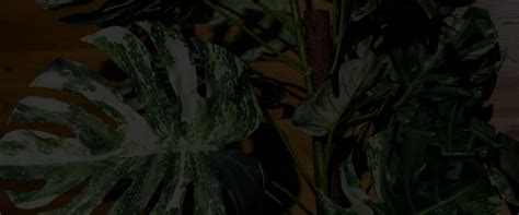 Medial Branch Block Injections Gerling Institute