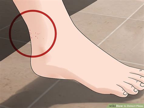 How To Detect Fleas 9 Steps With Pictures WikiHow