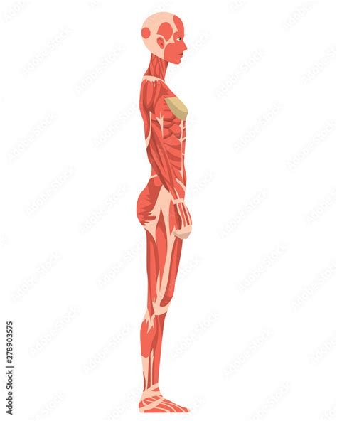 Human Anatomy Side View Female