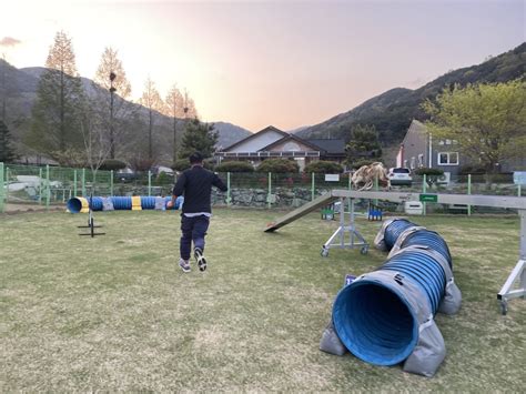 반려견과 즐겁게 하는 어질리티훈련
