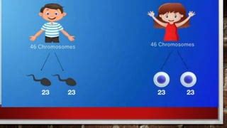 Sex Chromosomes And Sex Determination Pptx