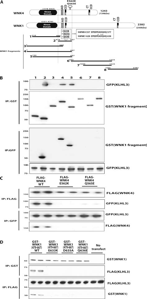 The Cul3 Klhl3 E3 Ligase Complex Mutated In Gordons Hypertension Syndrome Interacts With And