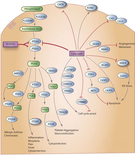 Exploring The New Horizons Of Celecoxib Repurposing