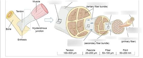 Tendon Anatomy Diagram Quizlet