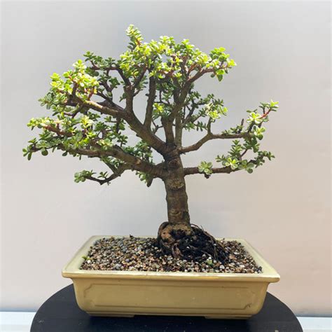 Dwarf Mini Jade Bonsai Tree Bonsai Outlet Tweb885