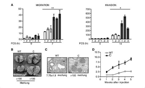 The C Cell Lines Display Increased Invasivity Both In Vitro And In Download Scientific Diagram