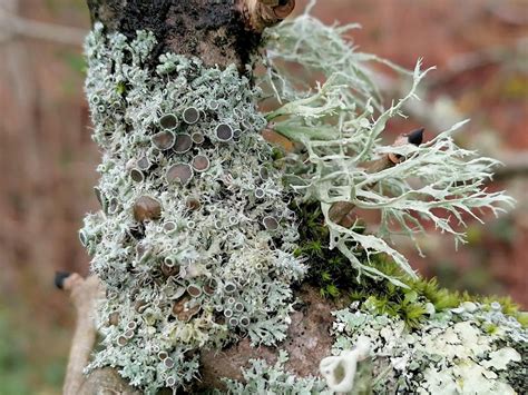 Physcia Leptalea Fringed Rosette Lichen West Glamorgan Flora