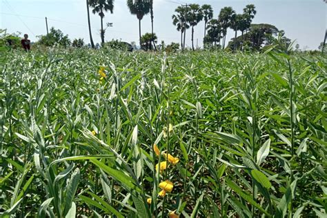 ချောင်းဆုံမြို့နယ်တွင် ပိုက်ဆံလျှော် သစ်စိမ်း သဘာဝမြေဩဇာ မျိုးစေ့ထုတ