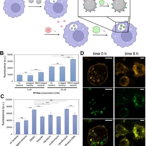 A Schematic Of The Assay Workflow S Aureus Cells That Were Grown Download Scientific Diagram A Schematic Of The Assay Workflow S Aureus Cells That Were Grown Download Scientific Diagram