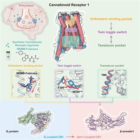 Snapshot Of The Cannabinoid Receptor 1 Arrestin Complex Unravels The