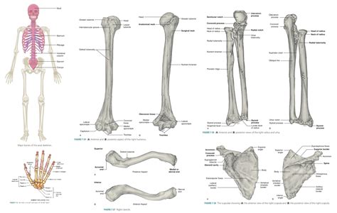 Pectoral Girdle Appendicular Skeleton Skeletal Organization