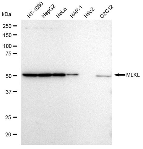 Mlkl Recombinant Monoclonal Antibody 23gb2895 Ma5 53520
