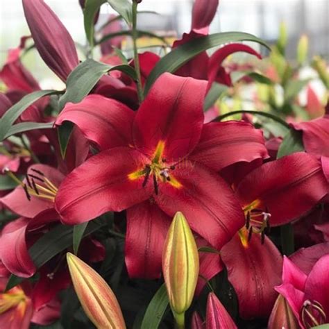 Lilia Drzewiasta Borello 2022 Wild Lilly Cebulki Kwiatypl