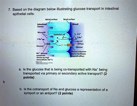 Solved Based On The Diagram Below Illustrating Glucose Transport In