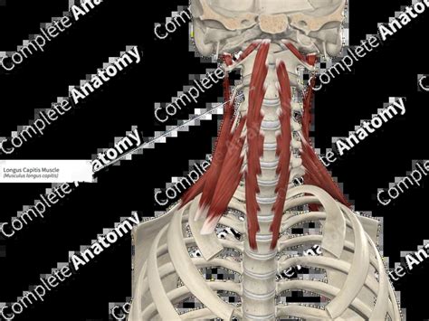 Longus Capitis Muscle Complete Anatomy