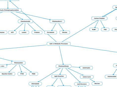 Unit 2 Metabolic Processes Mind Map