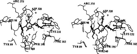 Figure 1 From X Ray Structure Of Cyclodextrin Glycosyltransferase Complexed With Acarbose