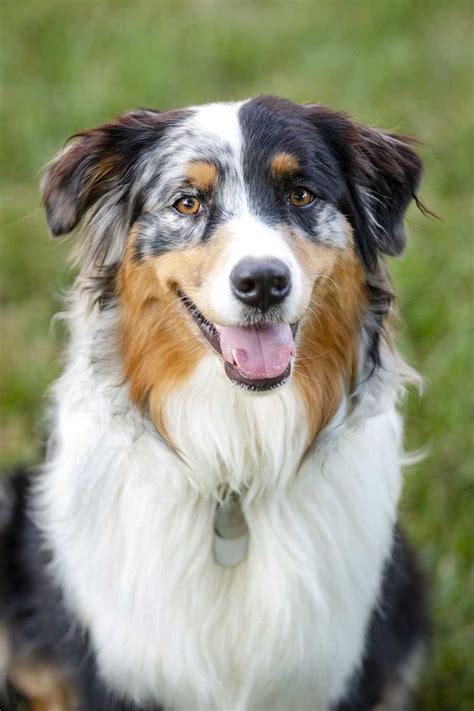 Are Australian Shepherds Good Guard Dogs
