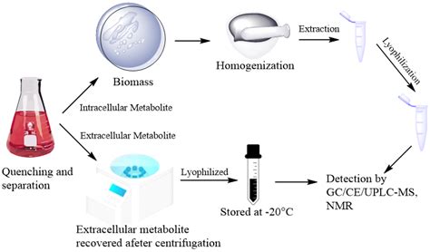 Metabolite Profiling And Identification Services Formulation Boc Sciences
