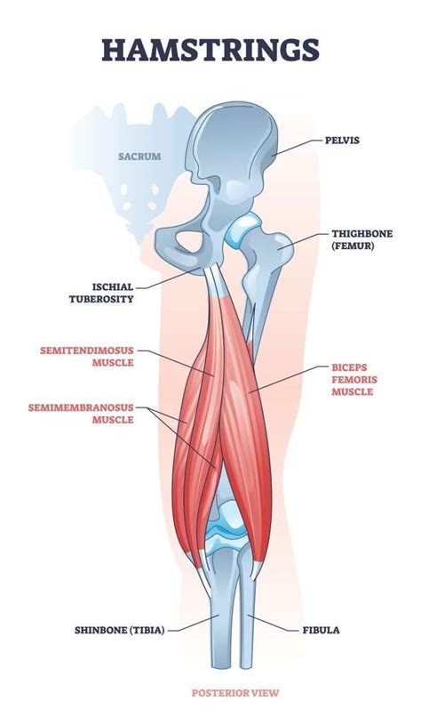 How Long Does It Take For Hamstring Tendonitis To Heal Symptoms Causes And Physio Treatments