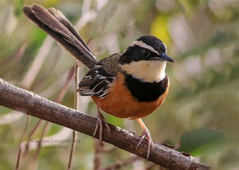 Birds Of Peru