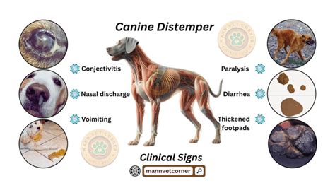 Canine Distemper A Comprehensive Guide Mannvetcorner