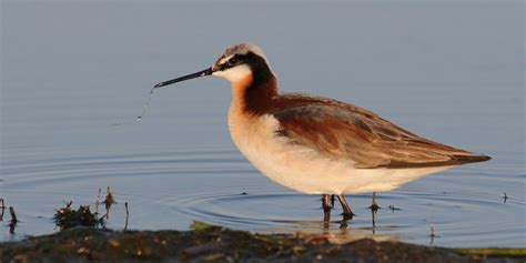 Goose Lake Birdwatching And Bird Photography Tour Discover Saskatoon