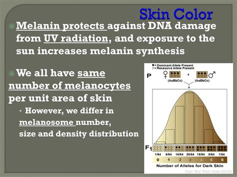 Ppt Ch 7 Multifactorial And Polygenic Traits Powerpoint Presentation Id 2032390