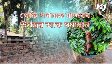 Man Monkey Conflict দিনে দিনে বাঢ়ি গৈ থকা বান্দৰৰ উপদ্ৰব নিৰাময়ৰ উপায়