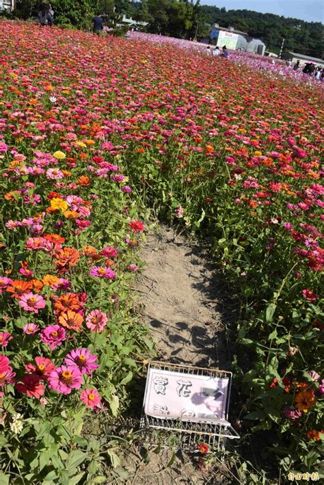 別踩花 桃園花彩節 大溪花田被踩出一條路 生活 自由時報電子報