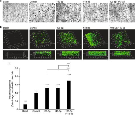 Mirna Modulation Can Enhance Msc Differentiation In 3d Hydrogels A Download Scientific Diagram