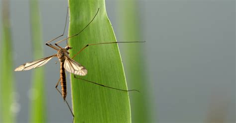 How To Get Rid Of Midges In Your Garden Garden Likes