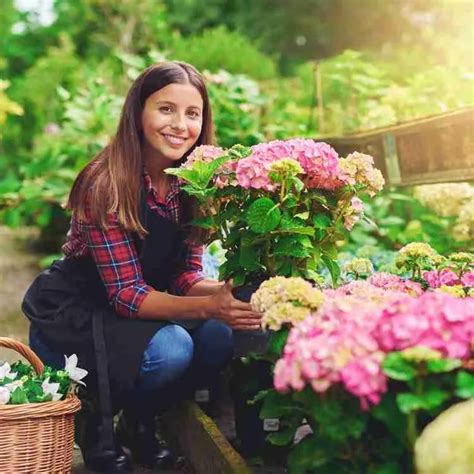 How To Grow Hydrangeas Beginners Guide Hydrangea Love