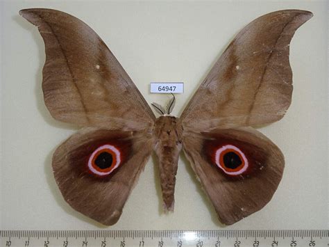 Saturniidae Lobobunaea Phaedusa Uganda Fareastinsects