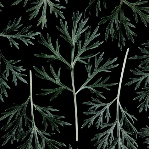 Sex Sea Perfume By Lorenzo Pazzaglia Wikiparfum