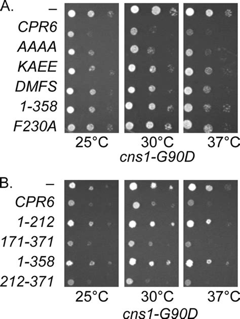 The Hsp90 Cochaperones Cpr6 Cpr7 And Cns1 Interact With The Intact