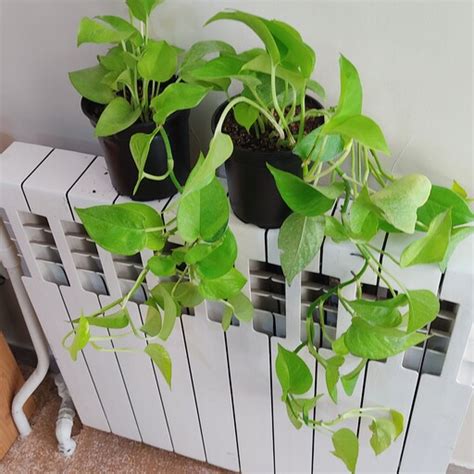 خرید و قیمت گیاه پتوس نئون 2 عددی سایز گلدان 12 ارسال با پیک و هزینه ی