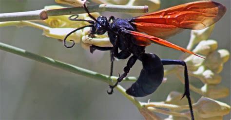 The Largest Wasps On Earth Pack Powerful Stings A Z Animals Slideshows
