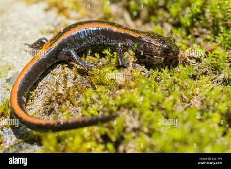 Pictures Of Striped Salamanders