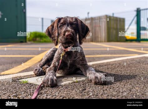 Puppy Comes To Work Wire Haired Pointer Stock Photo Alamy