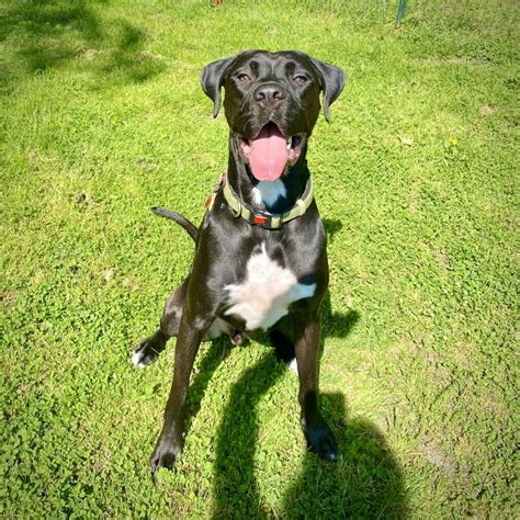 Mac Ch Boxer Rescue