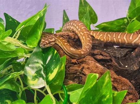 Carpet Python Care Guide Nicks Pet Needs
