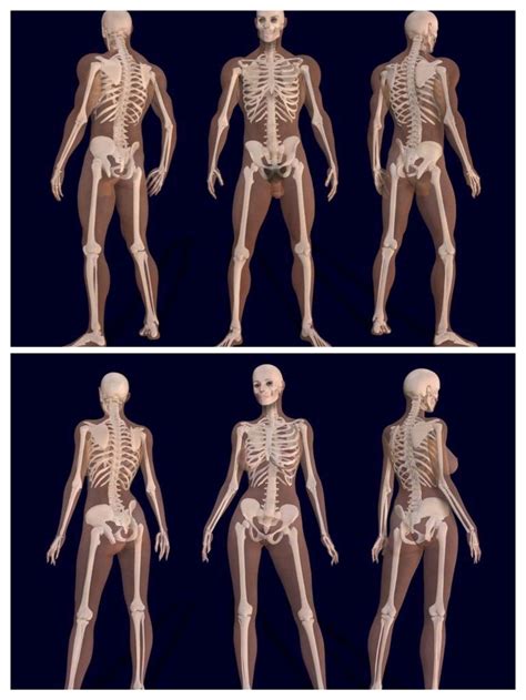 Upright Framework ~ The Human Skeleton In 2024 Female Skeleton